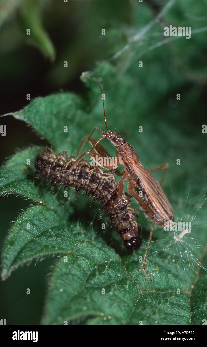 Rhinocorus hi-res stock photography and images - Alamy