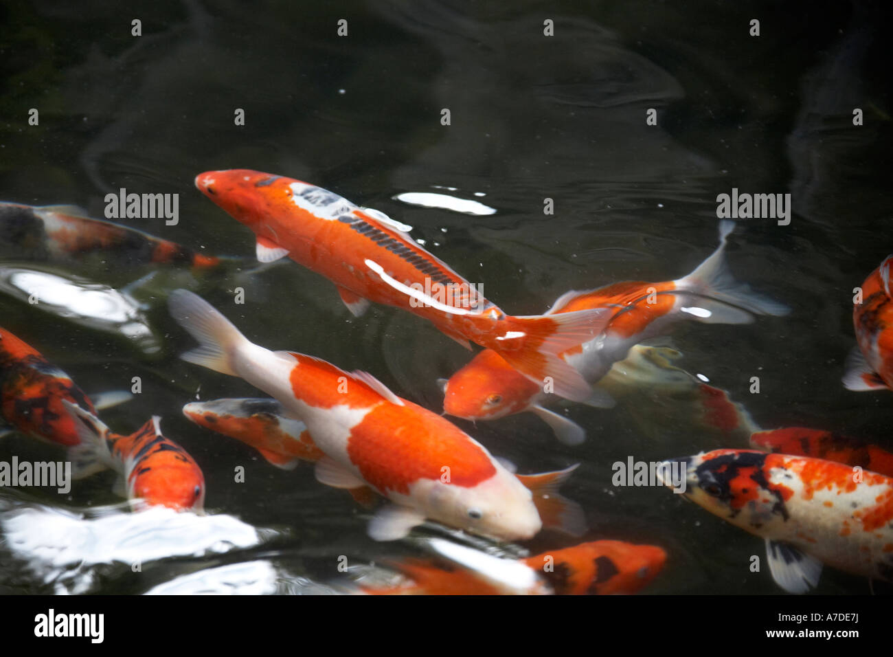 Ornamental carp fish in Ana Hotel pond in city of Kyoto Japan Asia ...