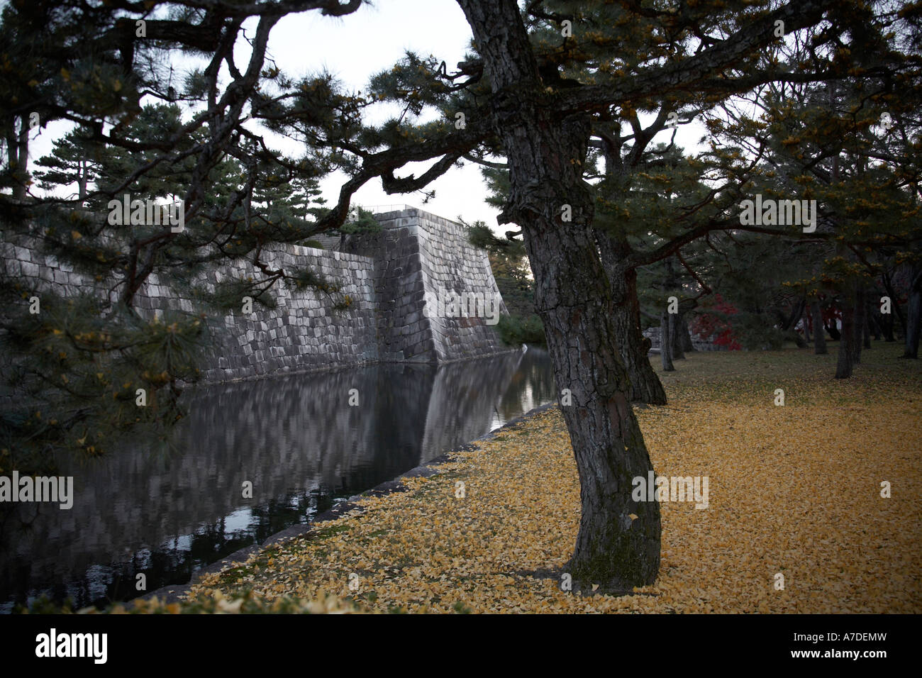 Sloping hand cut stone outer walls and moat with gold autumn maple tree ...