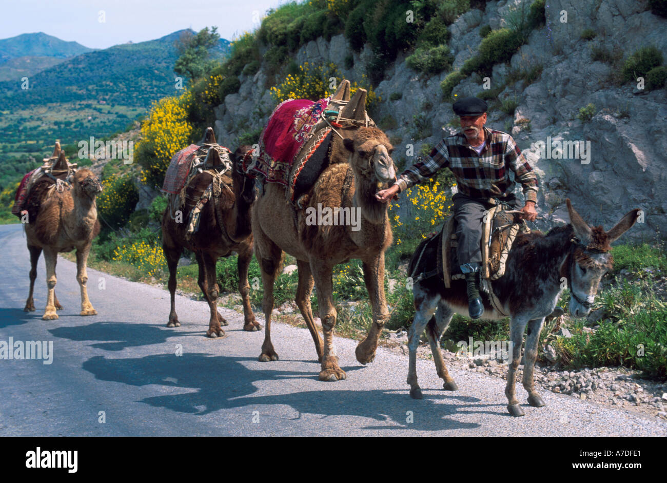 Asia Turkey Man riding on Donkey with Camels Stock Photo - Alamy