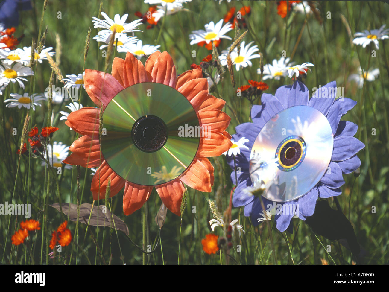 Large flowers with DVD and CD heads in a meadow Scotland Concept Growth ...