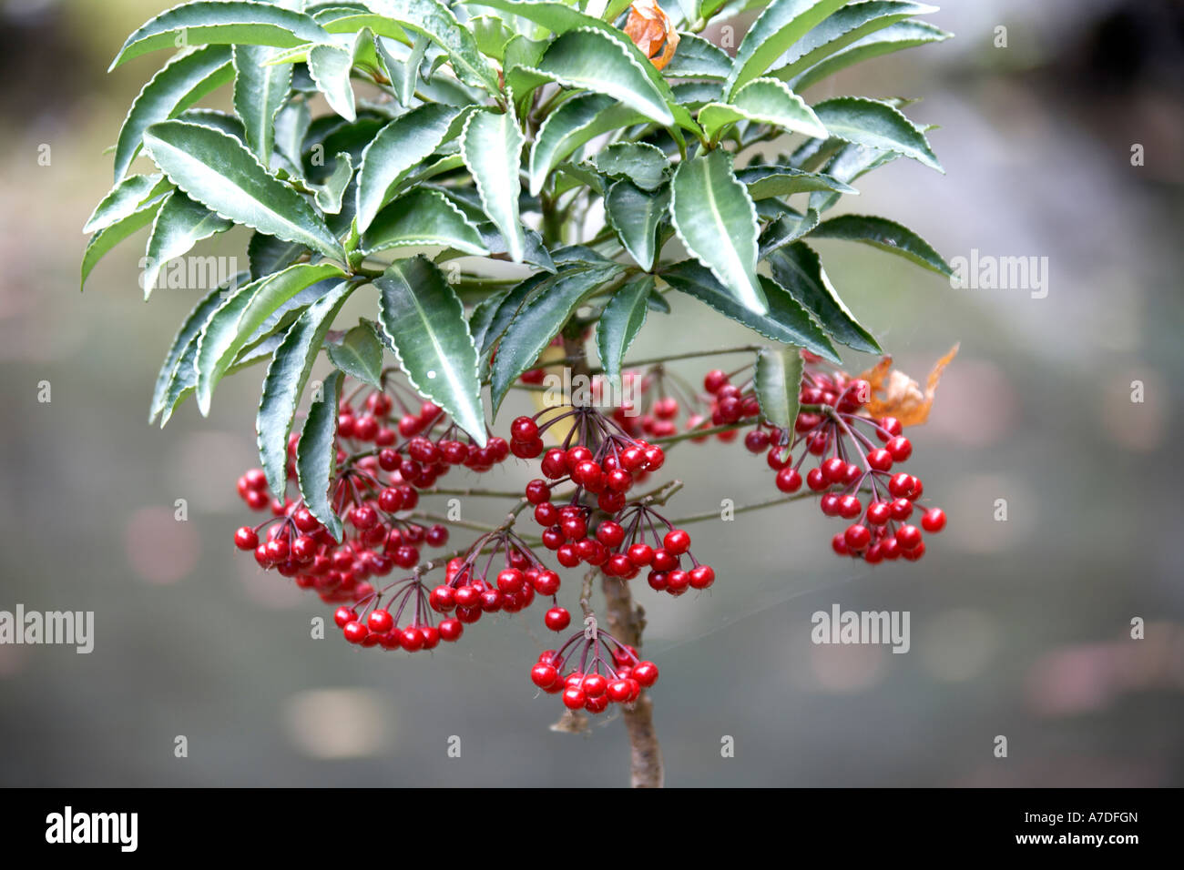Berry temple hi-res stock photography and images - Alamy