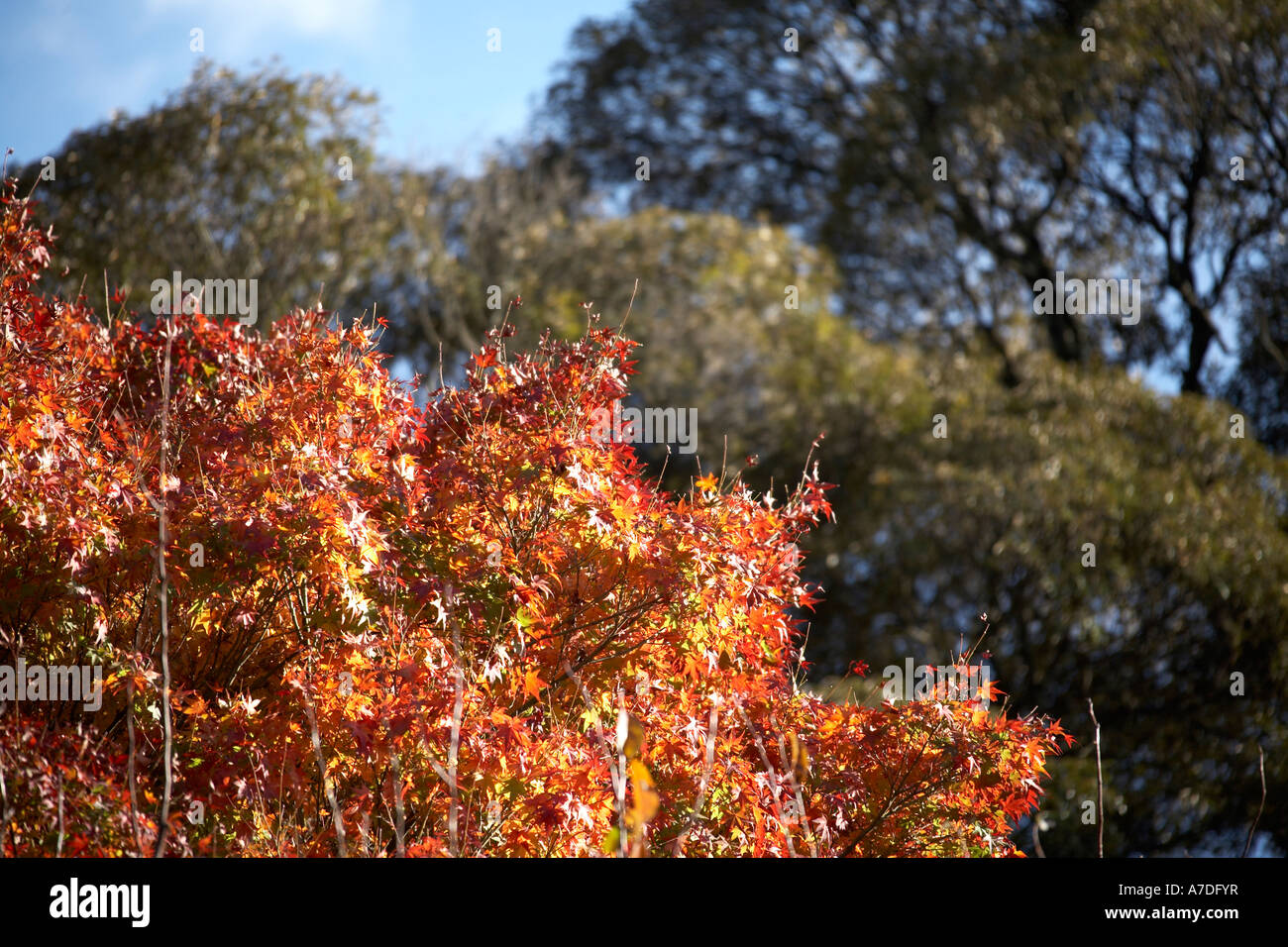 Red and gold autumn maple tree leaves and pine in Shoren in temple city ...