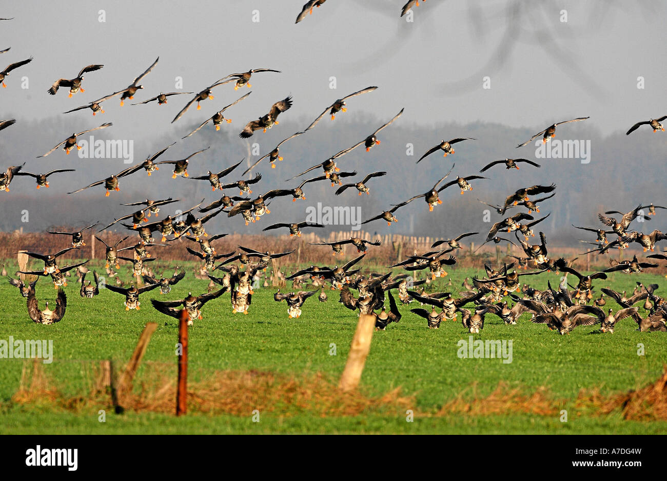 Blaessgans anser albifrons white fronted goose europe bird migration ...
