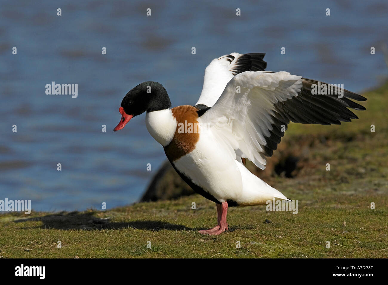 Brandgans Tadorna Tadorna Brandente Shelduck Europe Europa north sea ...