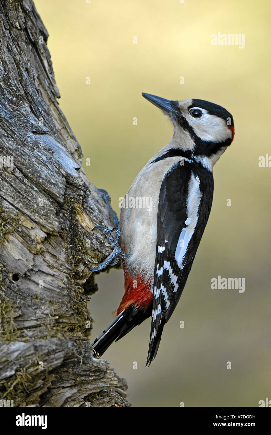 Great Spotted Woodpecker Stock Photo - Alamy
