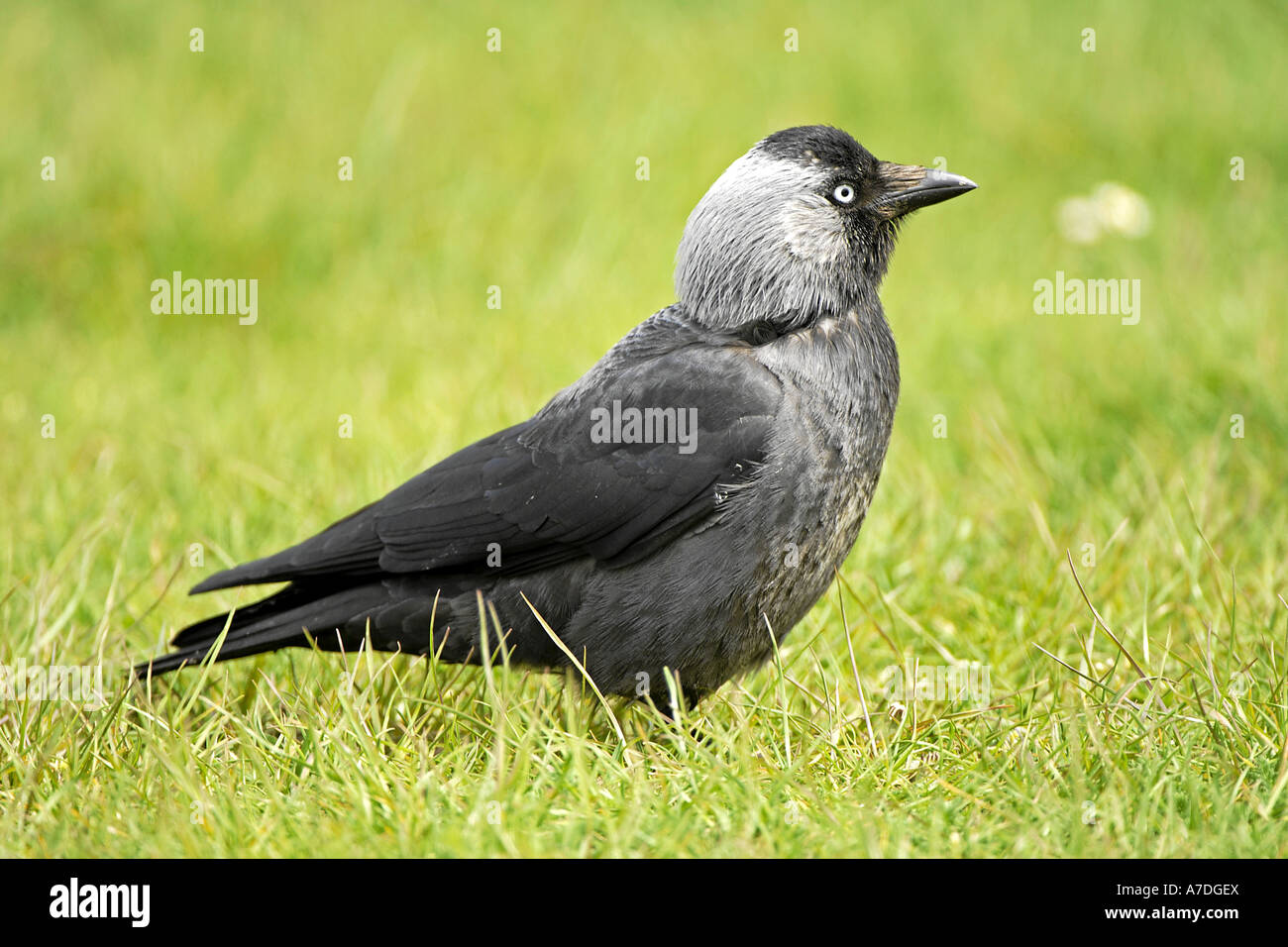 Dohle Oeland Schweden Stock Photo - Alamy