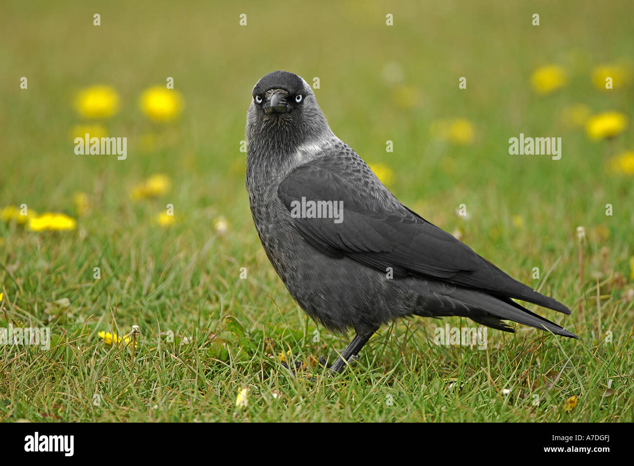 Dohle Oeland Schweden Stock Photo - Alamy