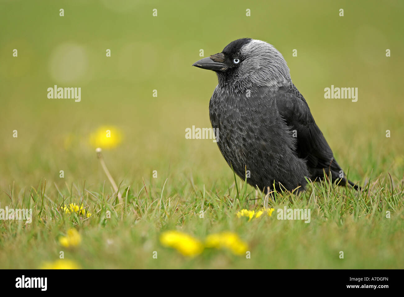 Dohle Jackdaw Corvus monedula Europe Europa Stock Photo - Alamy