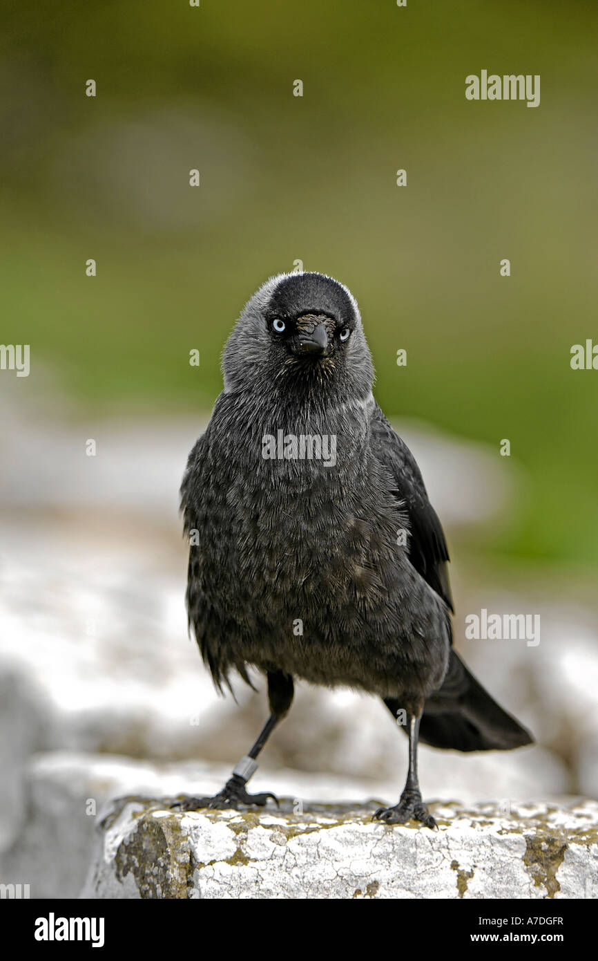 Dohle Oeland Schweden Stock Photo - Alamy