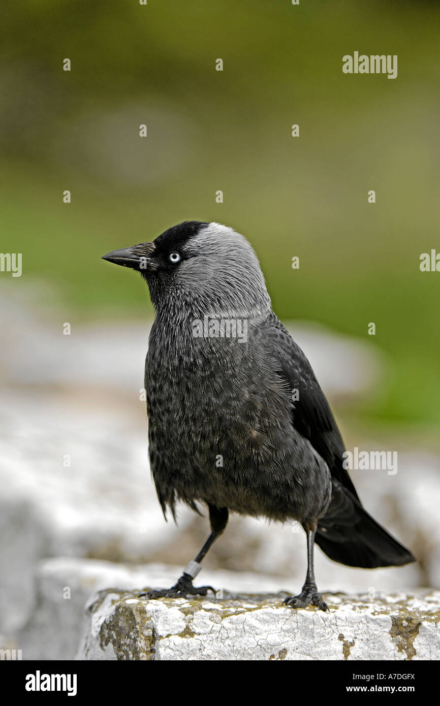 Dohle Jackdaw Corvus monedula Europe Europa Stock Photo - Alamy