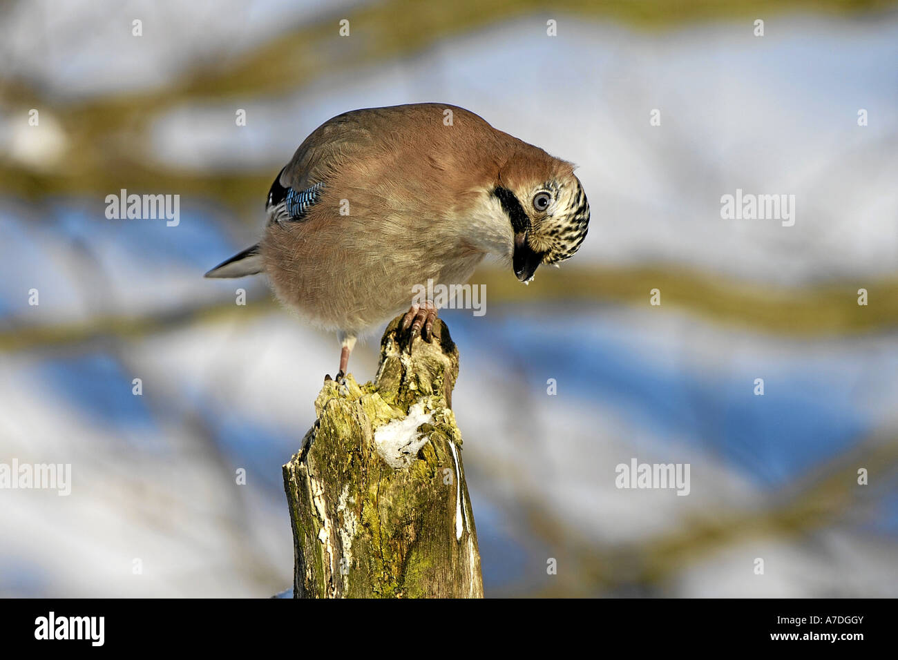 Eichelhaeher Common Jay Garrulus glandarius Europa Europe Stock Photo ...