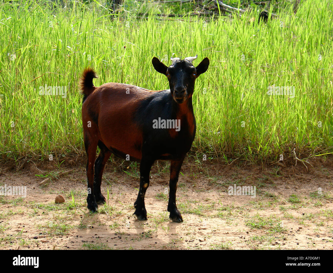 Portrait of pretty brown domestic goat in lush green field in remote ...