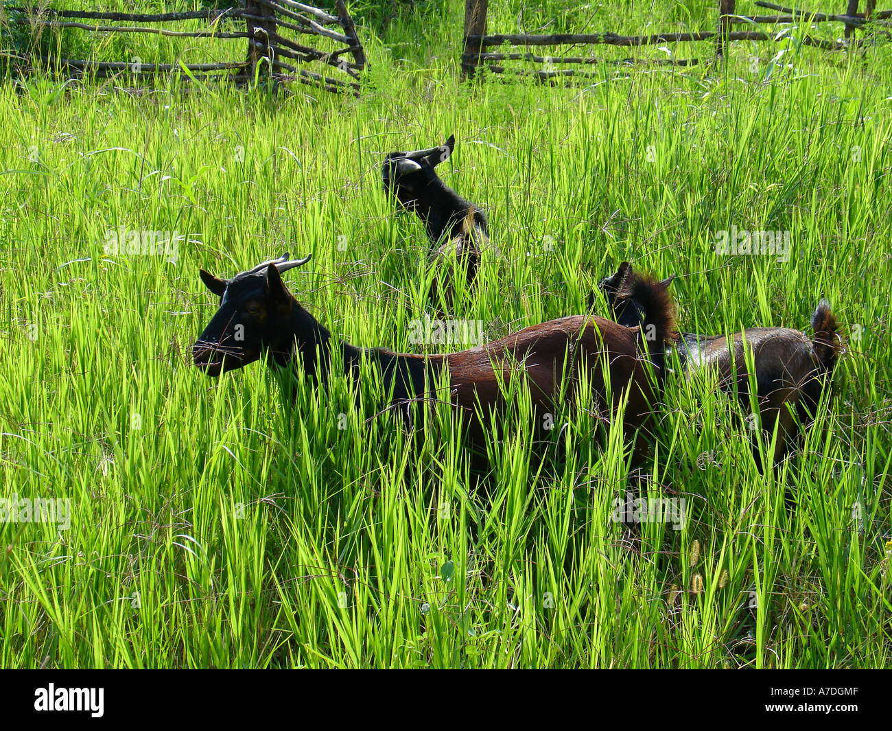 Pretty domestic goats in lush green field in remote village of Zambia ...