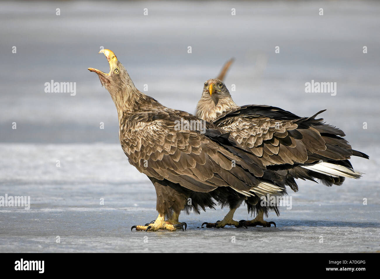 white tailed dea eagle Stock Photo - Alamy