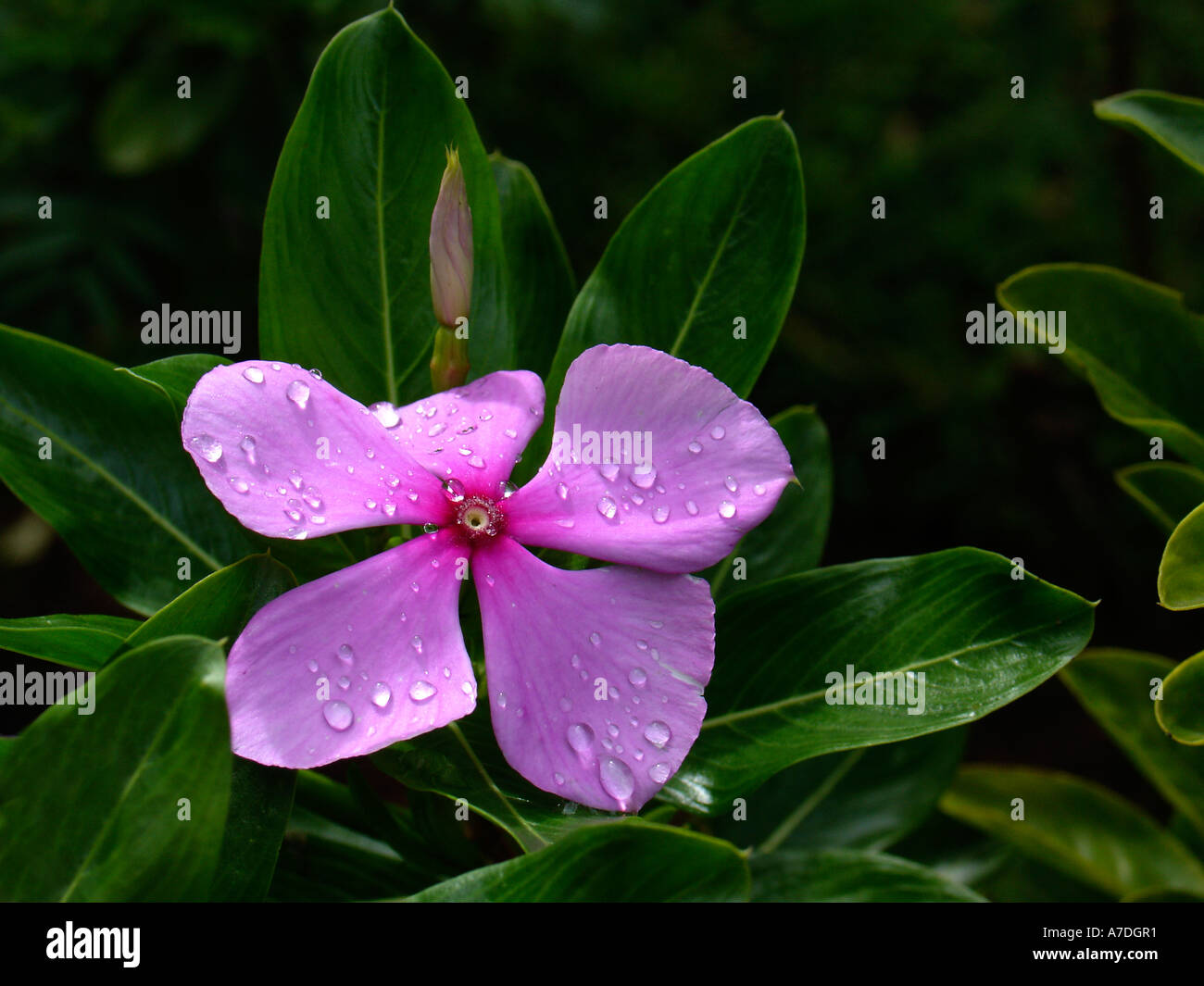 Pink rosy periwinkle (Catharanthus roseus) beautiful tropical flower ...