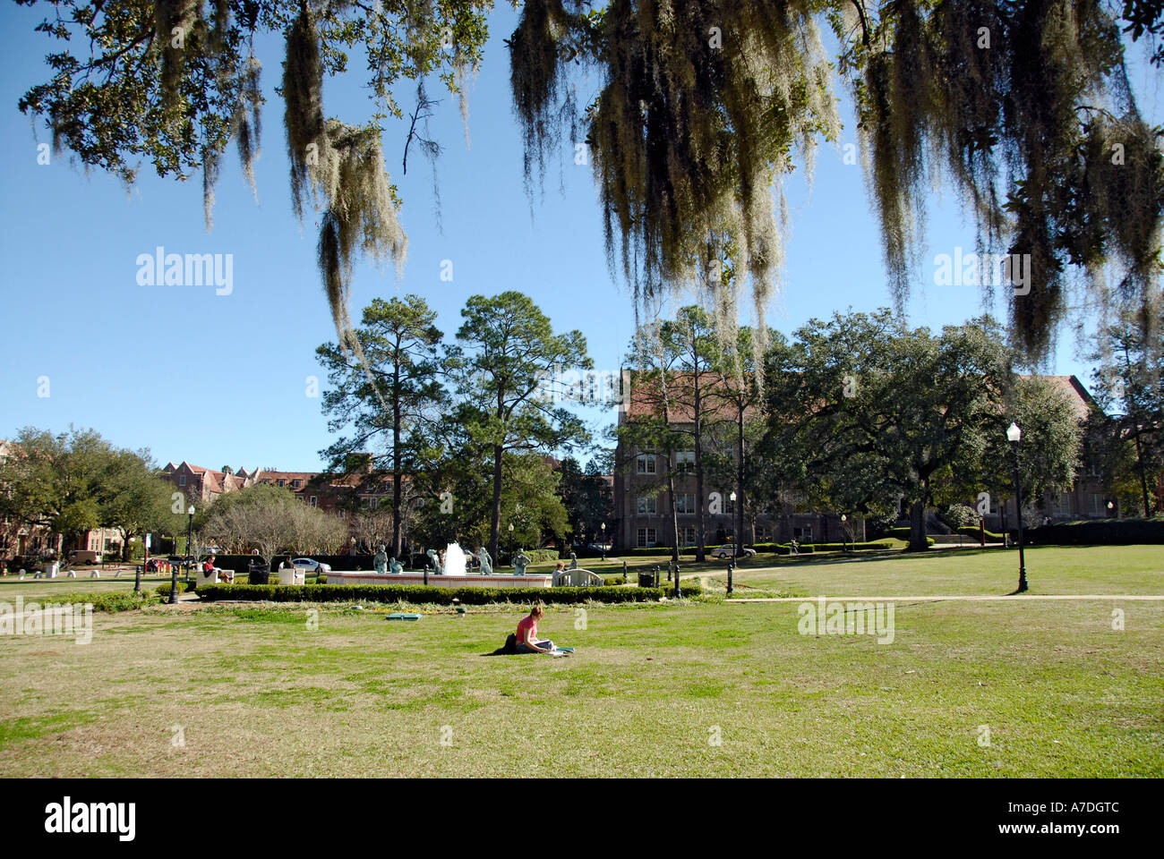 Student studies outside between classes on the Florida State University ...