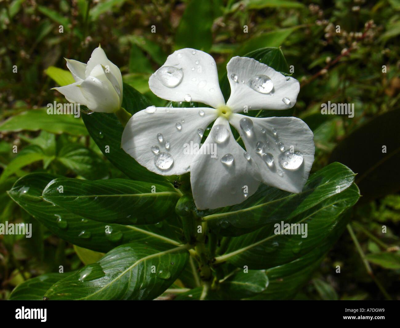 White rosy periwinkle (Catharanthus roseus) beautiful tropical flower ...