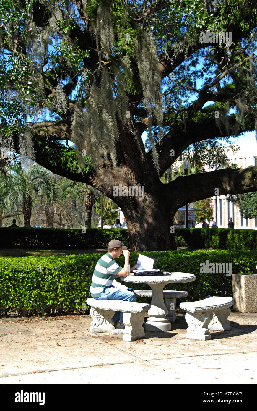 Student reads and studies on the Florida State University Campus ...