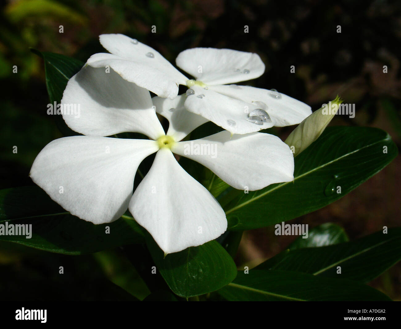 Periwinkle photograph hi-res stock photography and images - Alamy