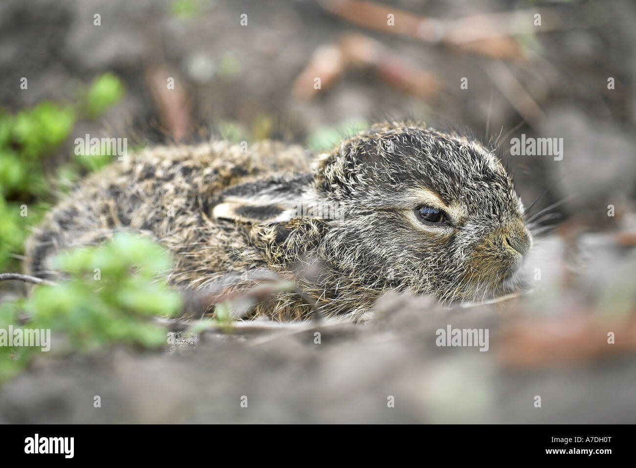 European Brown Hare, young Stock Photo - Alamy