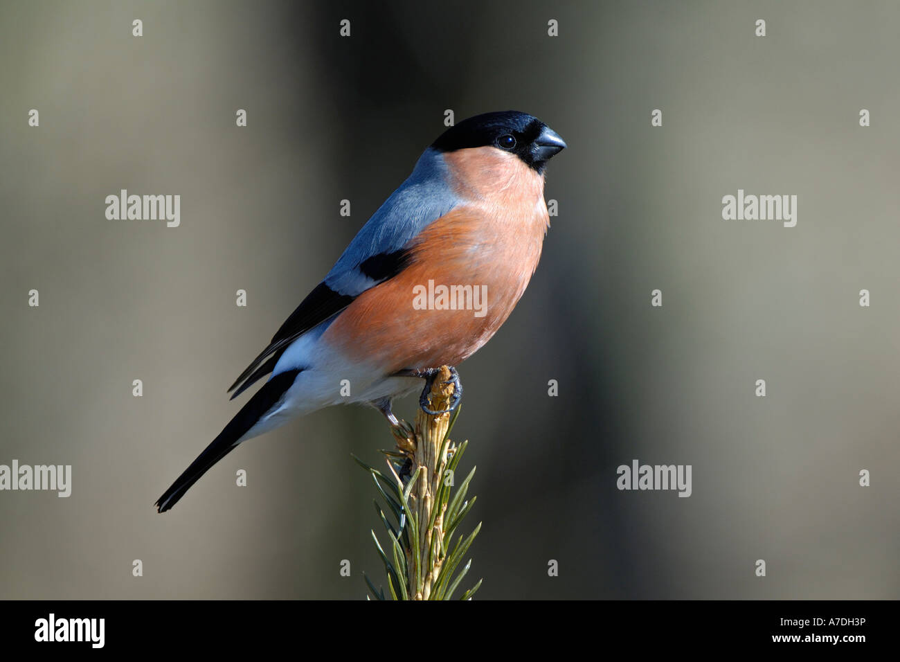 Europaeischen finch hi-res stock photography and images - Alamy
