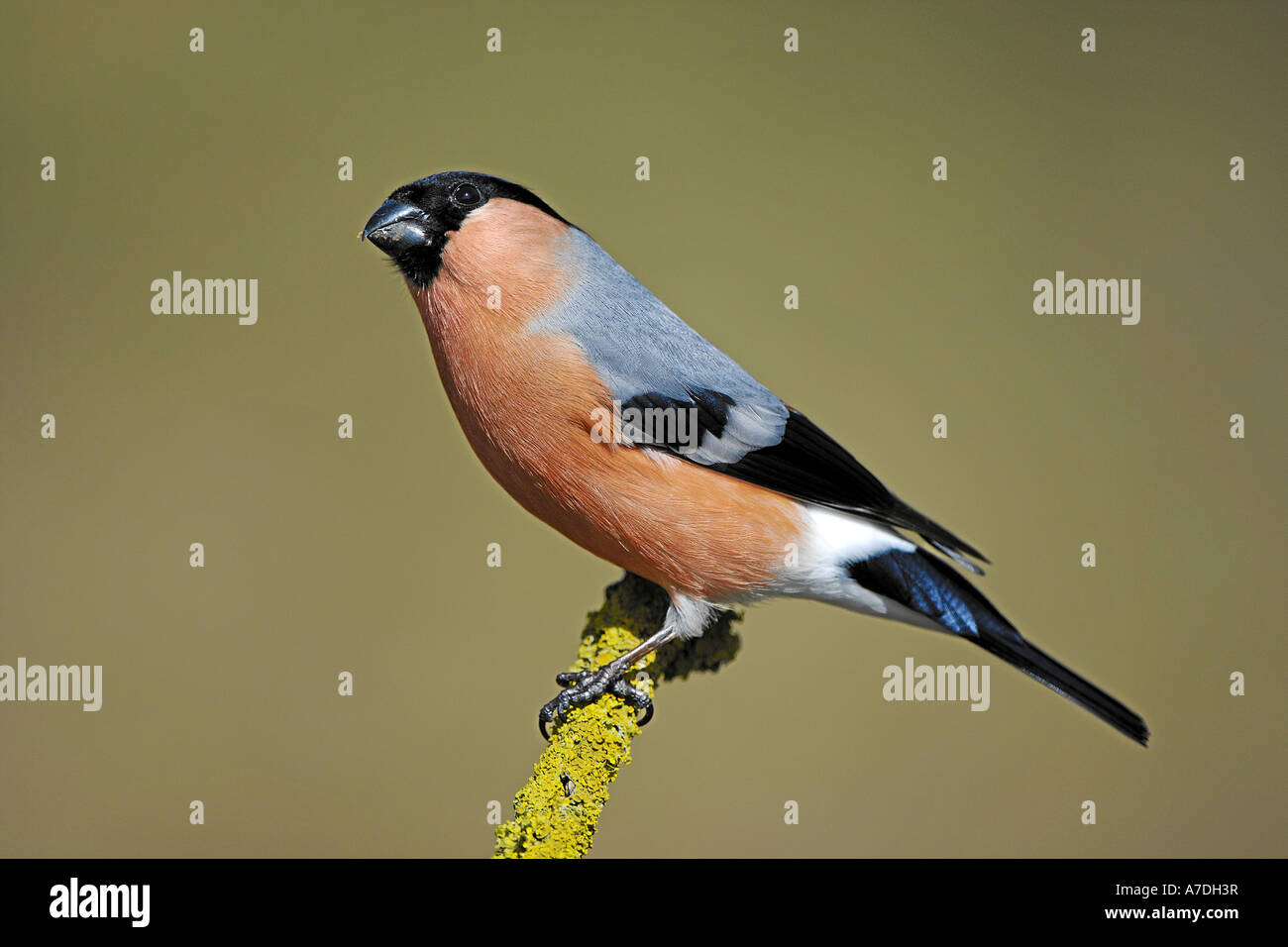 Europaeischen finch hi-res stock photography and images - Alamy
