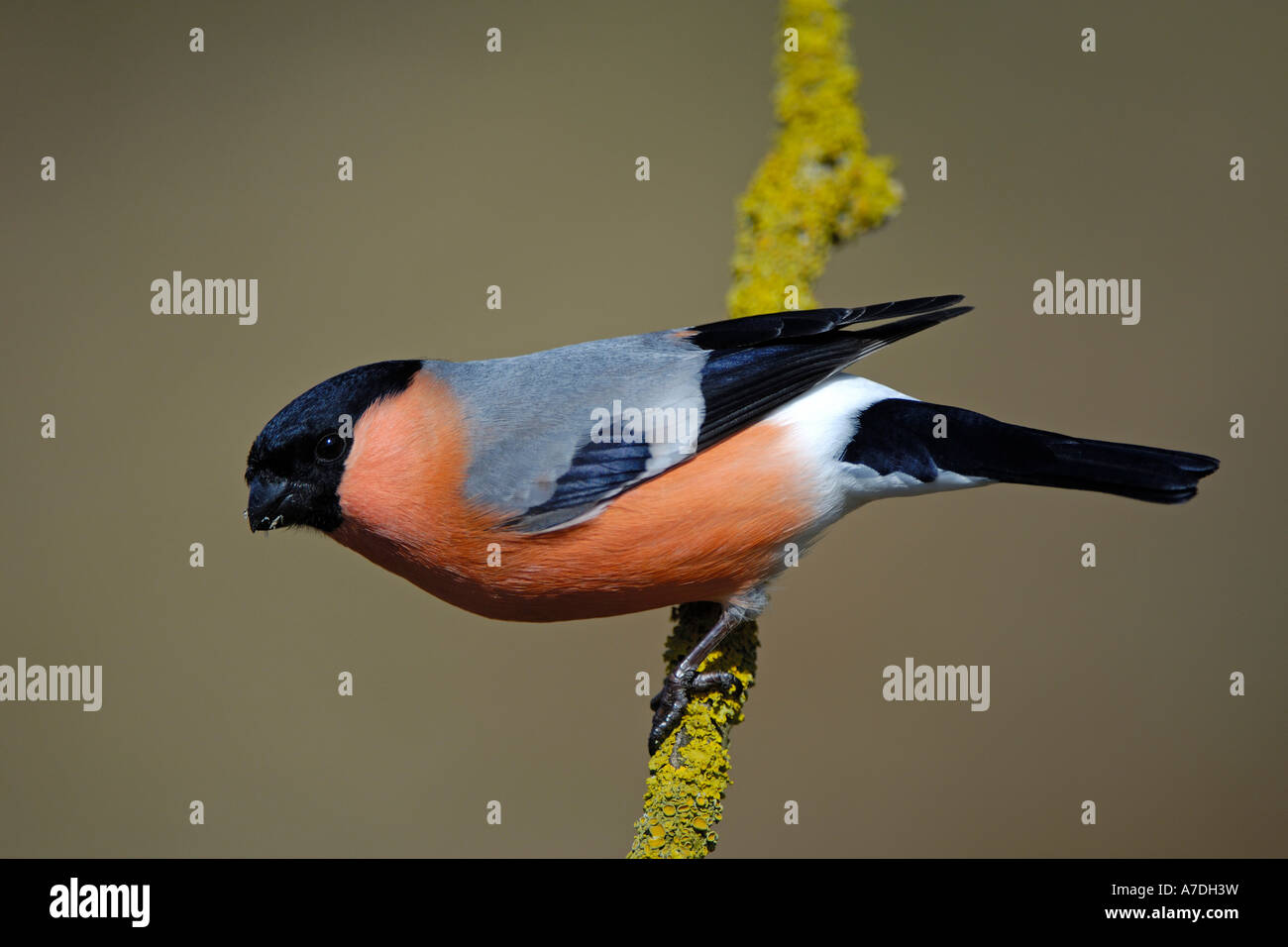 Europaeischen finch hi-res stock photography and images - Alamy