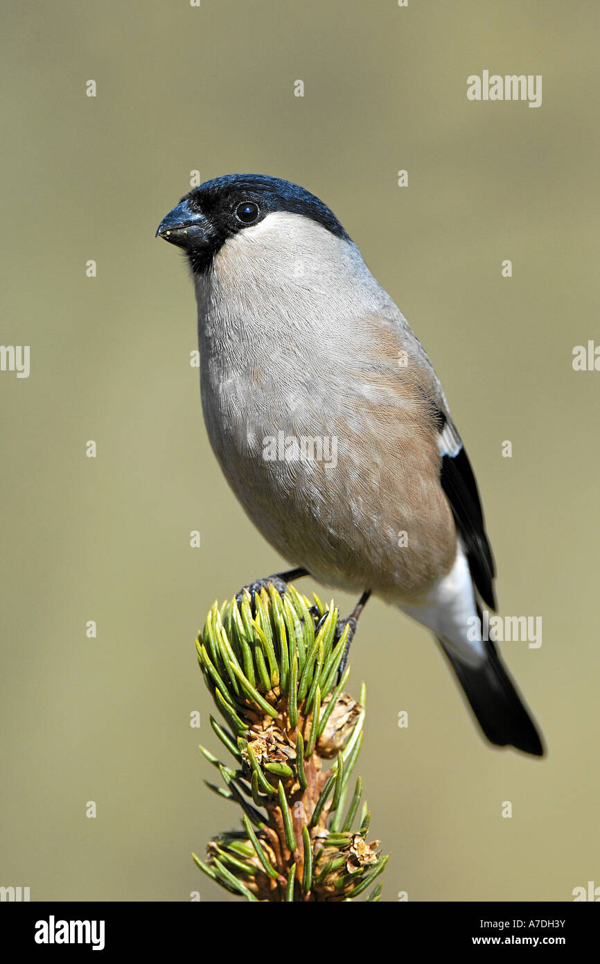 european bullfinch [Pyrrhula pyrrhula] Stock Photo - Alamy