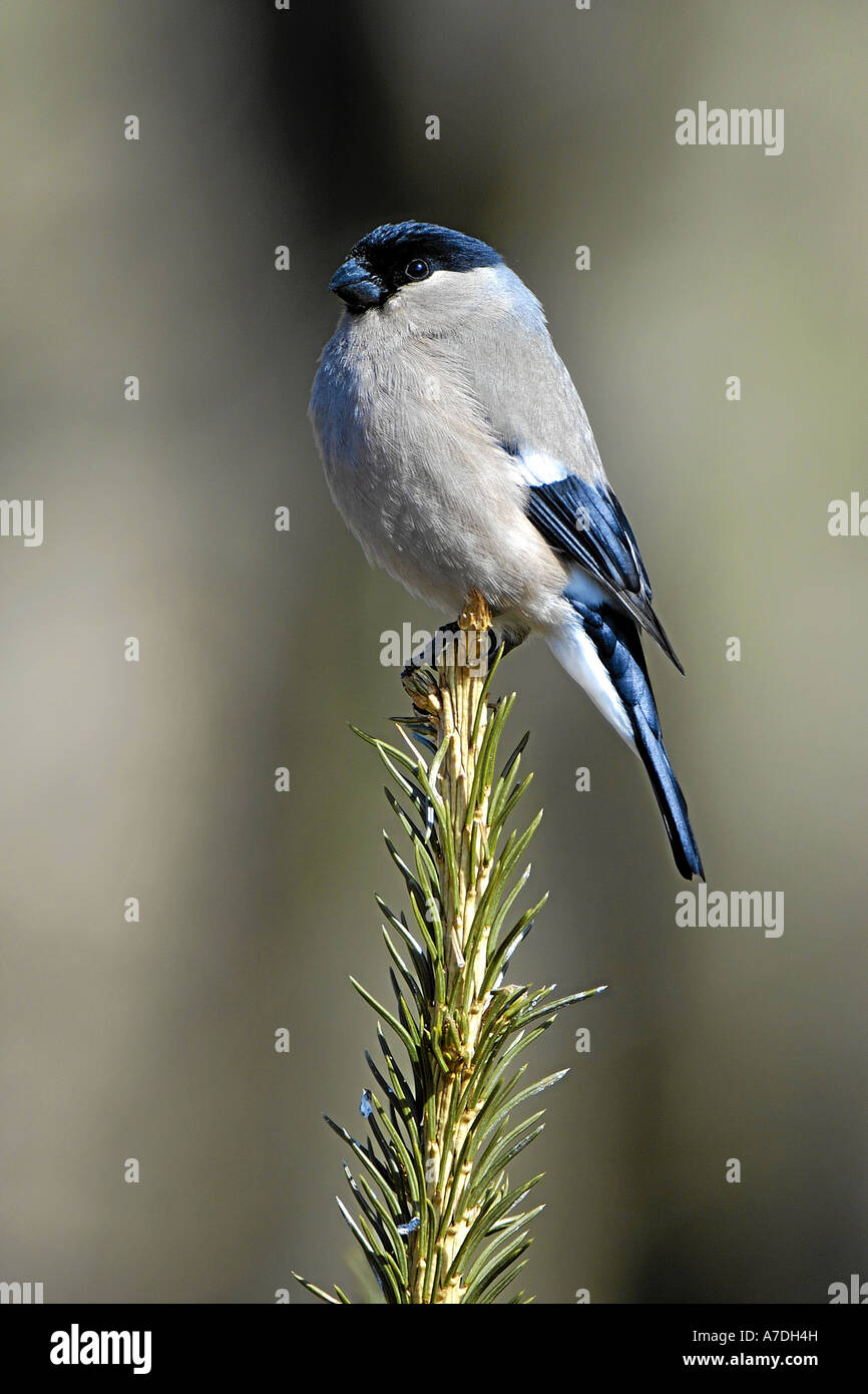 european bullfinch [Pyrrhula pyrrhula] Stock Photo - Alamy