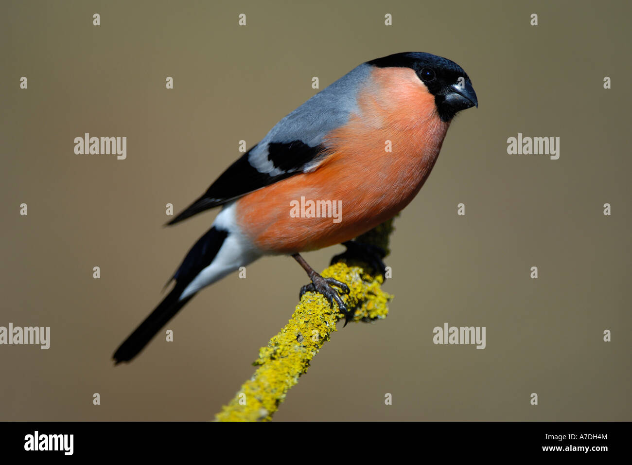 european bullfinch [Pyrrhula pyrrhula] Stock Photo - Alamy