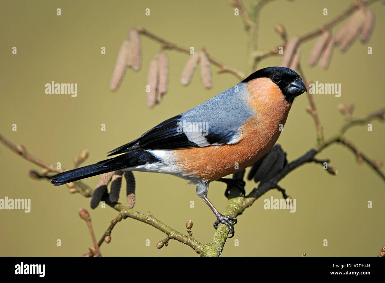 Europaeischen finch hi-res stock photography and images - Alamy