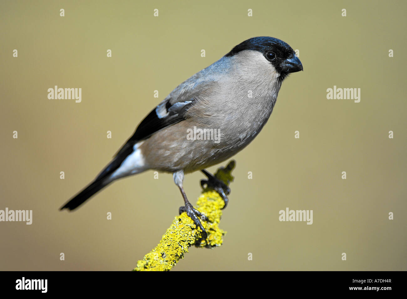 european bullfinch [Pyrrhula pyrrhula] Stock Photo - Alamy
