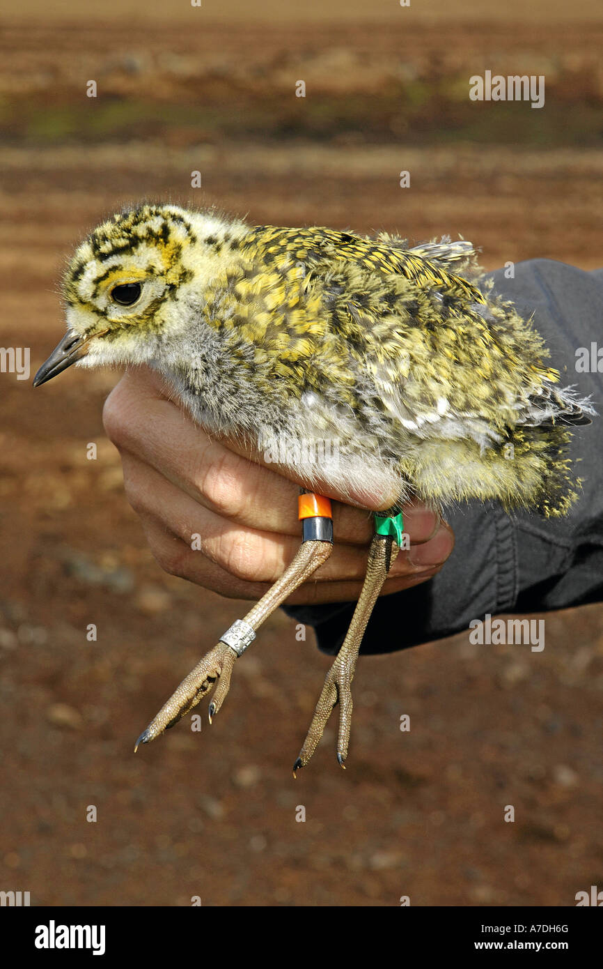 Golden plover pluvialis apricaria chick hi-res stock photography and ...