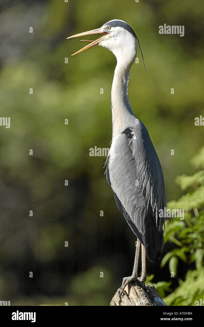 Graureiher Fischreiher Nuernberg Deutschland Stock Photo - Alamy