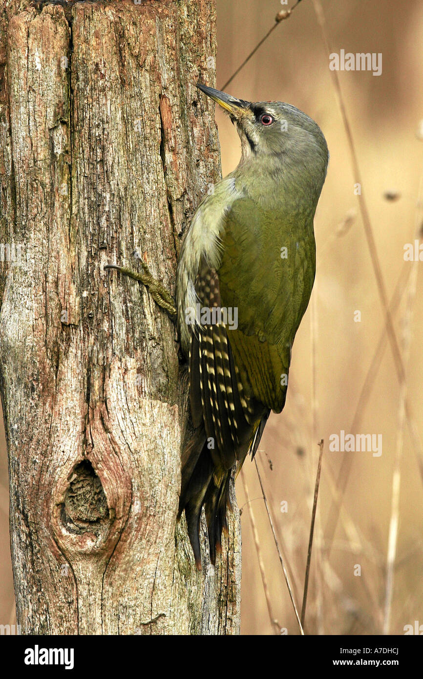 Grauspecht hi-res stock photography and images - Alamy