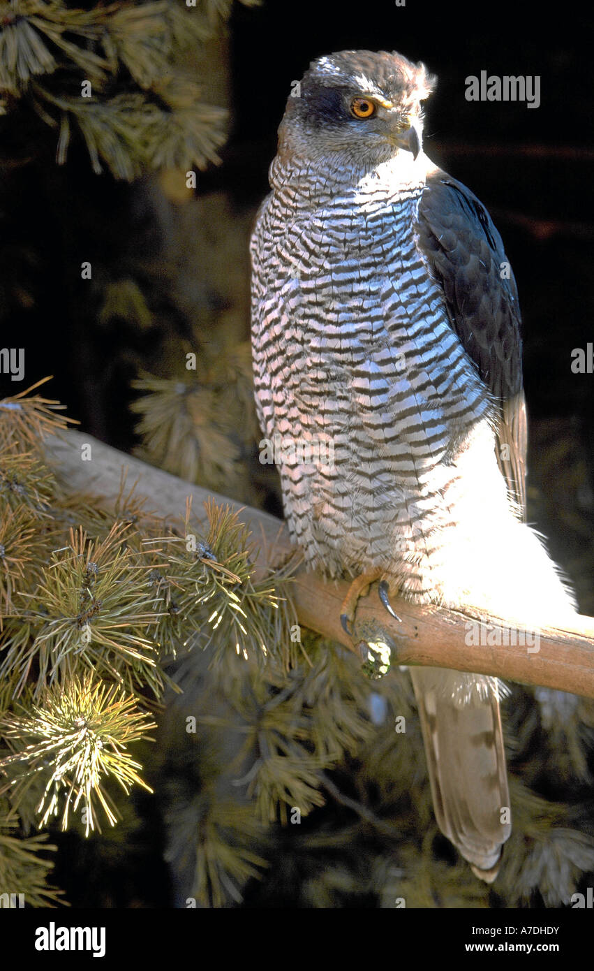 Goshawk Accipiter gentilis Habicht Europa europe Greifvoegel birds of ...