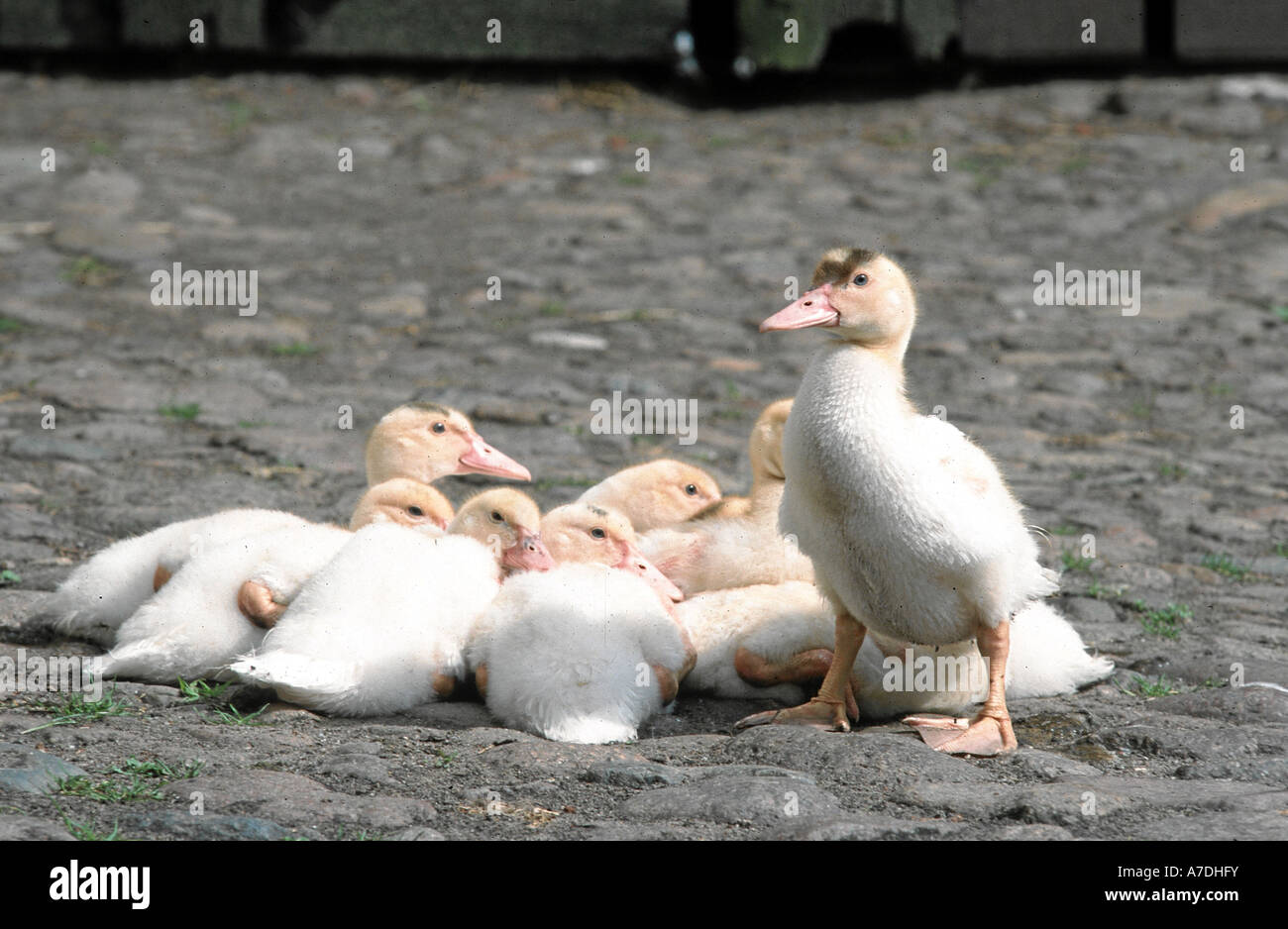 Junge Hausgänse auf Bauernhof Hausgans anser anser domestica ...