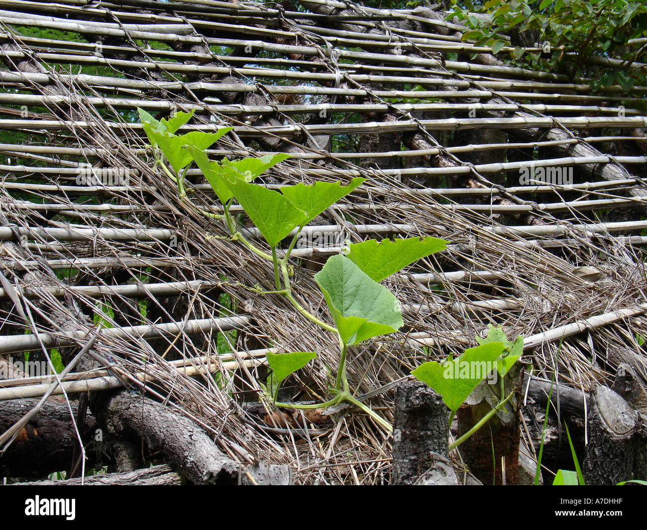 Green liana plant climbing upwards wooden roof of simple temporary ...