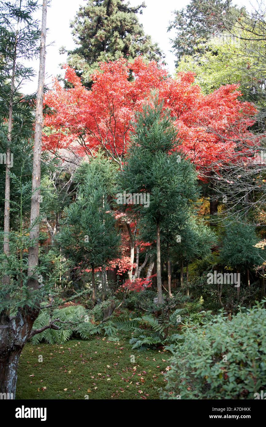 Red and gold autumn maple tree leaves in Ryoanji Temple city of Kyoto ...