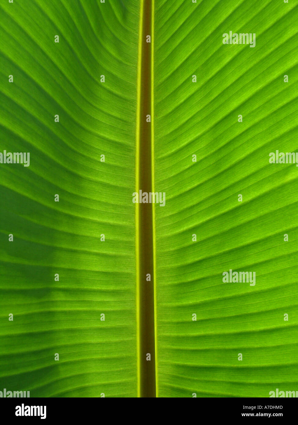 Family musaceae hi-res stock photography and images - Alamy