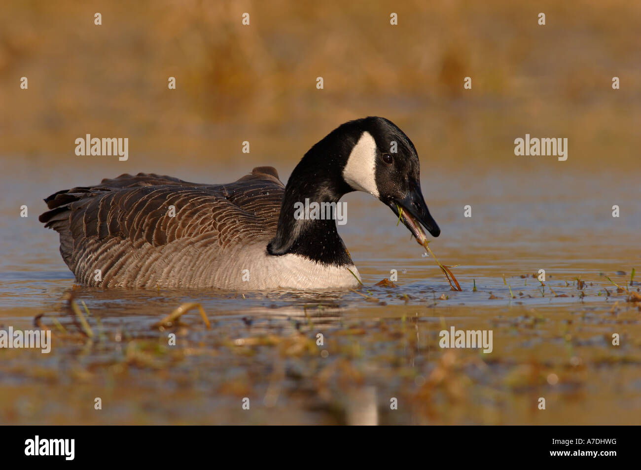 Gaense hi-res stock photography and images - Alamy