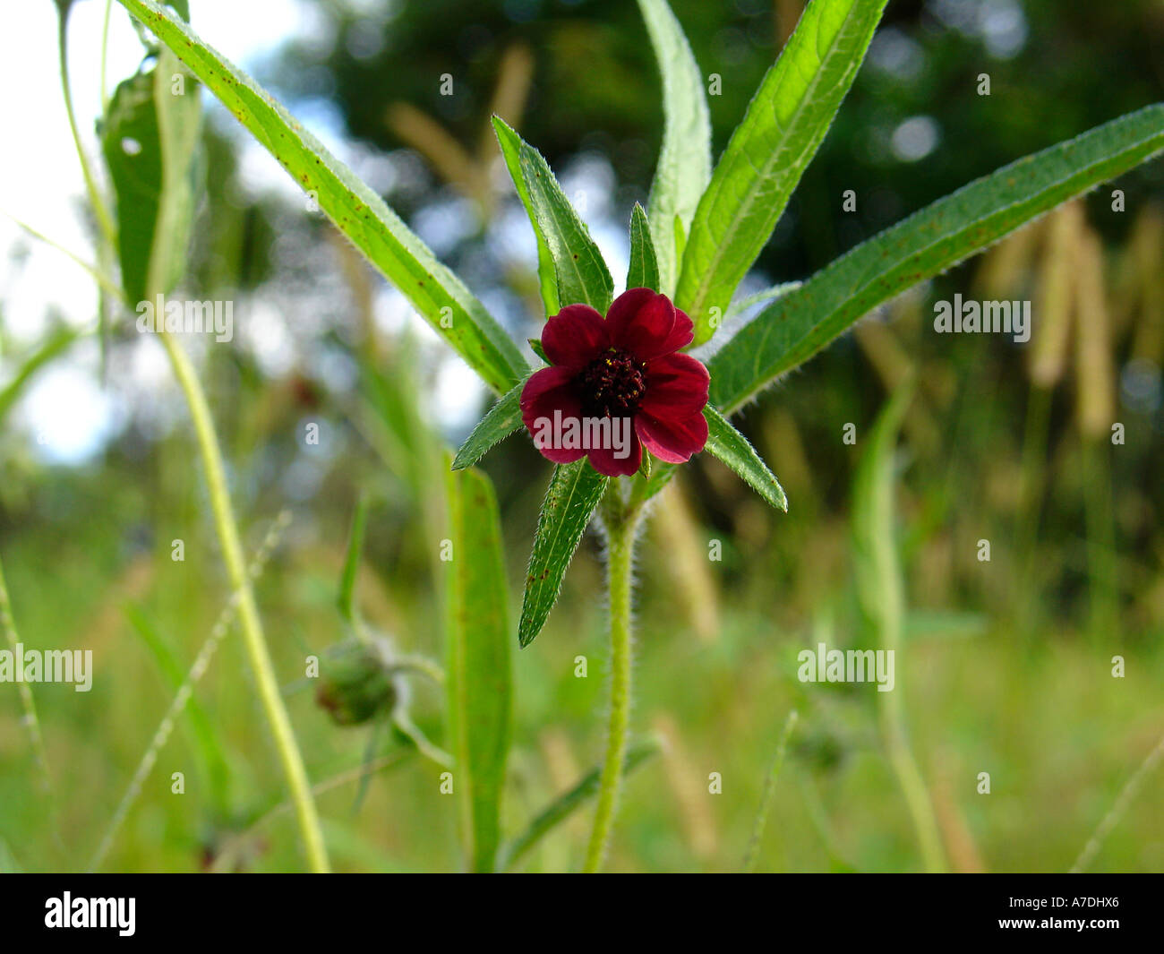 Pretty dark red small wild flower in green lush fields of Miombo ...