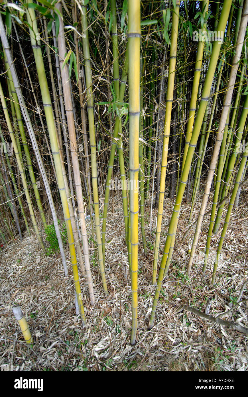 Bamboo Trees are grown and harvested for sale for a variety of products ...