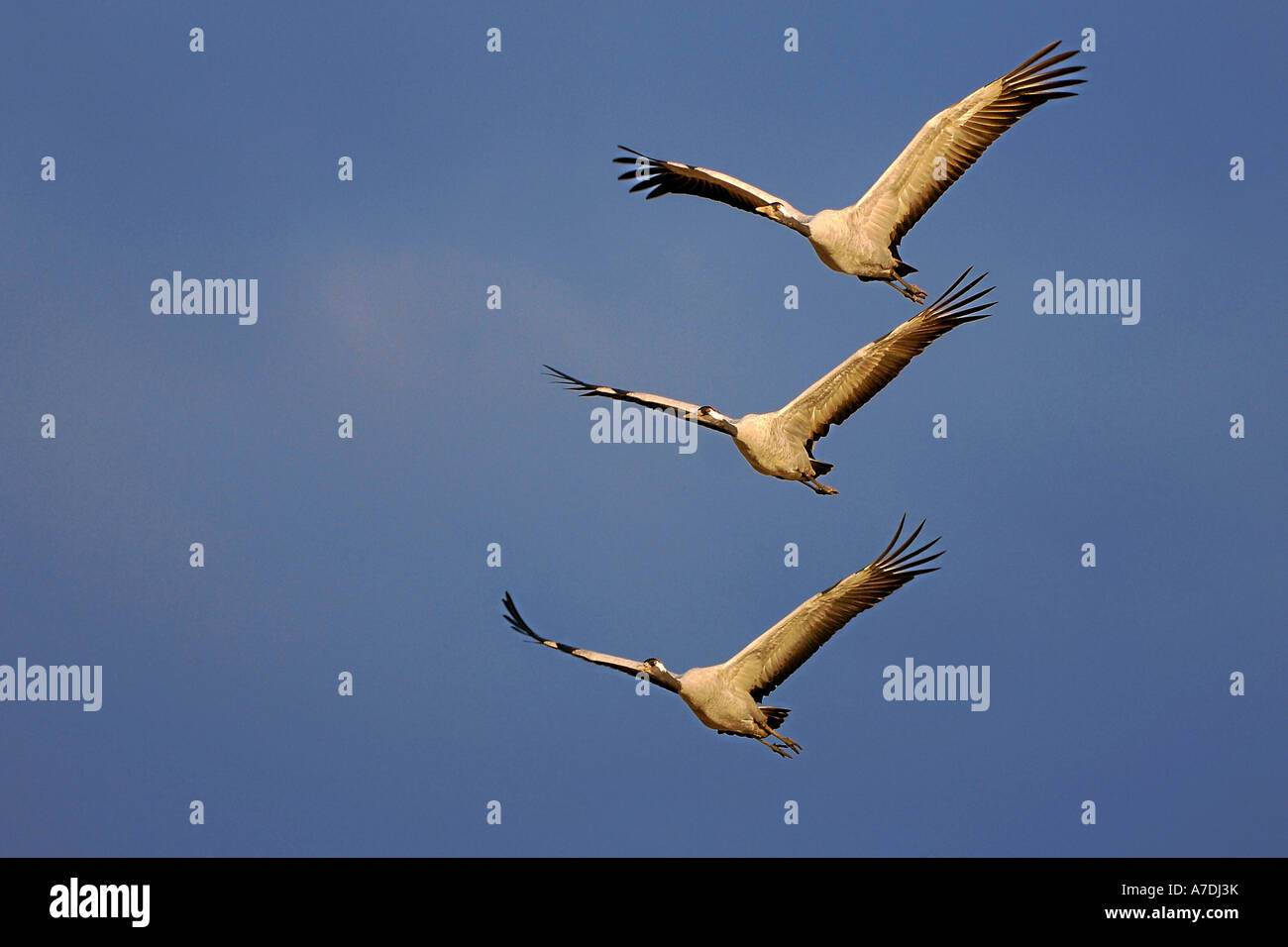 Common Crane Grus grus Graukranich Europa europe Tiere animals Vogel ...