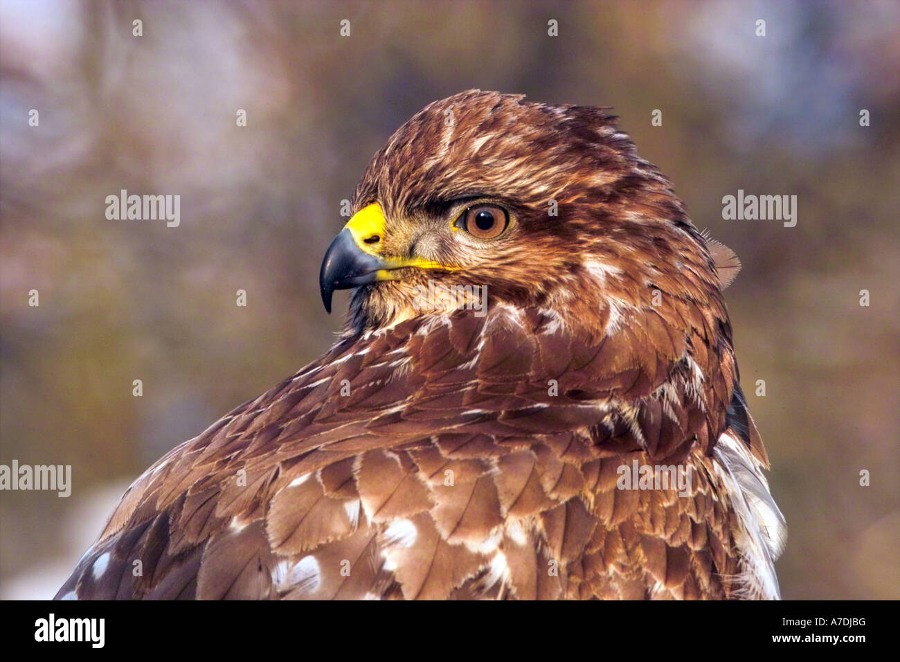 Maeusebussard Bussard buteo buteo European Buzzard Stock Photo - Alamy