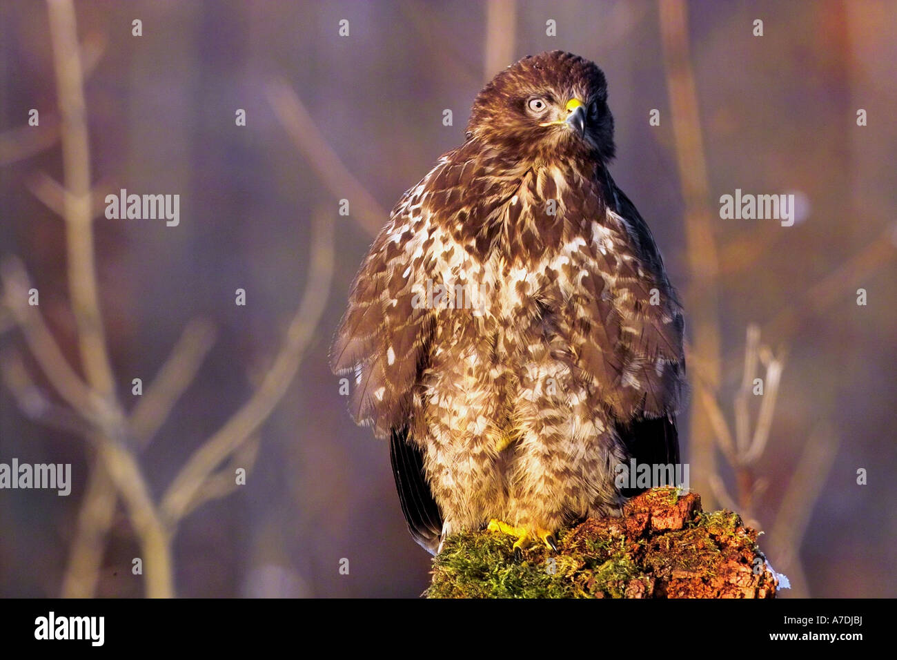 Maeusebussard Bussard buteo buteo European Buzzard Stock Photo - Alamy