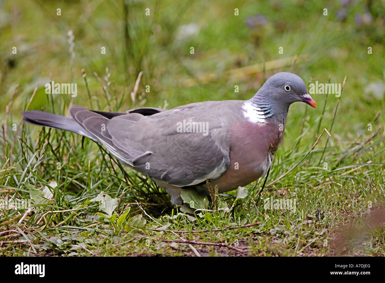Ringeltaube Apeldoorn Niederlande Wood Pigeon Ringeltaube Columba ...