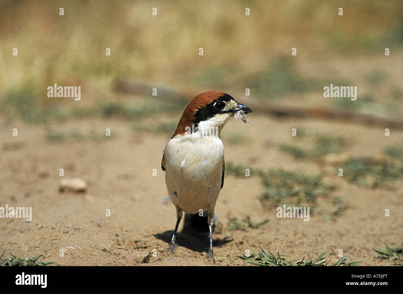 Rotkopfwuerger Lanius senator Woodchat Shrike Stock Photo - Alamy