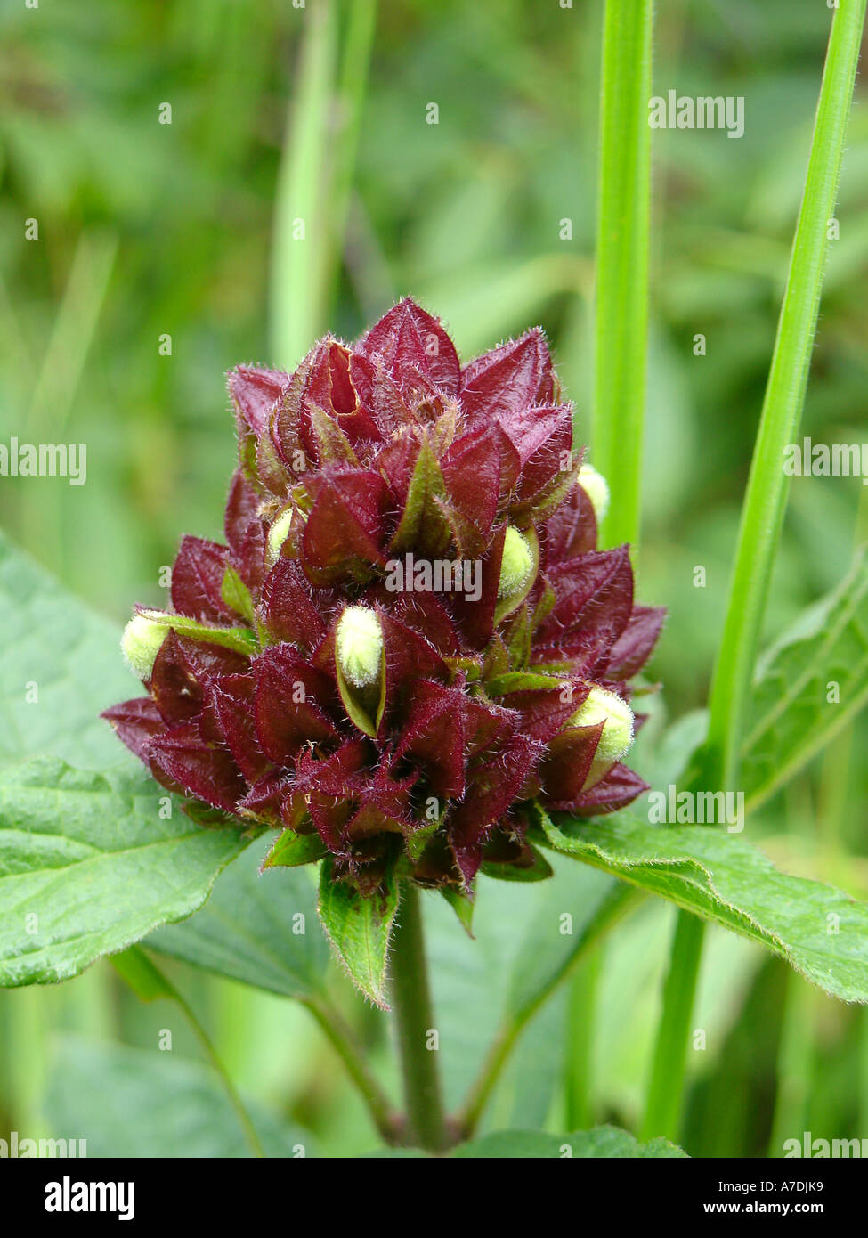 Pretty wild unopened flower bud in green lush fields of Miombo ...